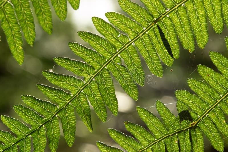 Back lite fern stock image. Image of plant, jungle, spruce - 190794543
