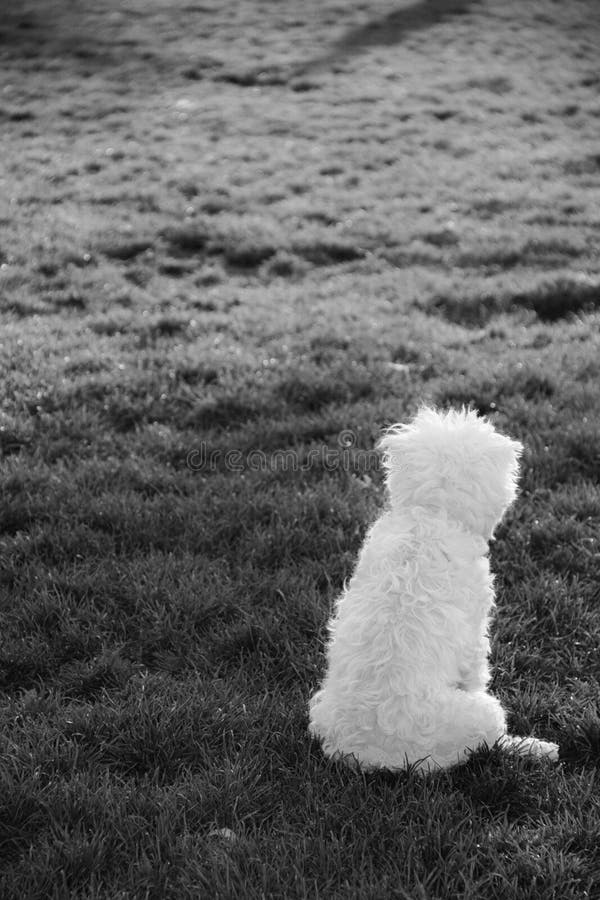 Back of Little White Dog on Field Stock Image - Image of glow, sundown ...