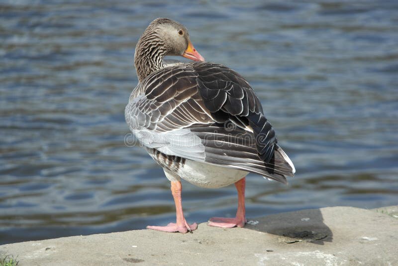 Back Looking goose stock image. Image of animals, looking - 102621883