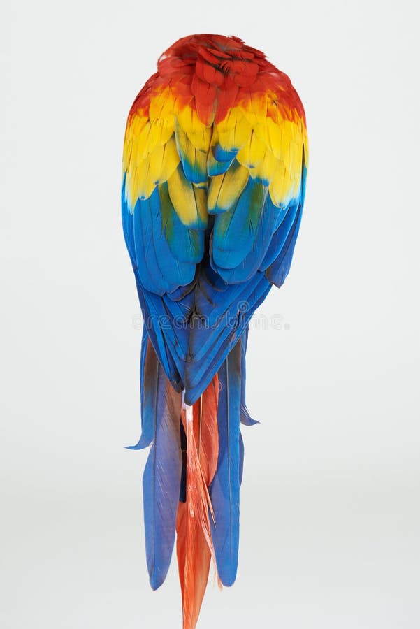 358 Parrot Isolated Back Stock Photos - Free & Royalty-Free Stock ...