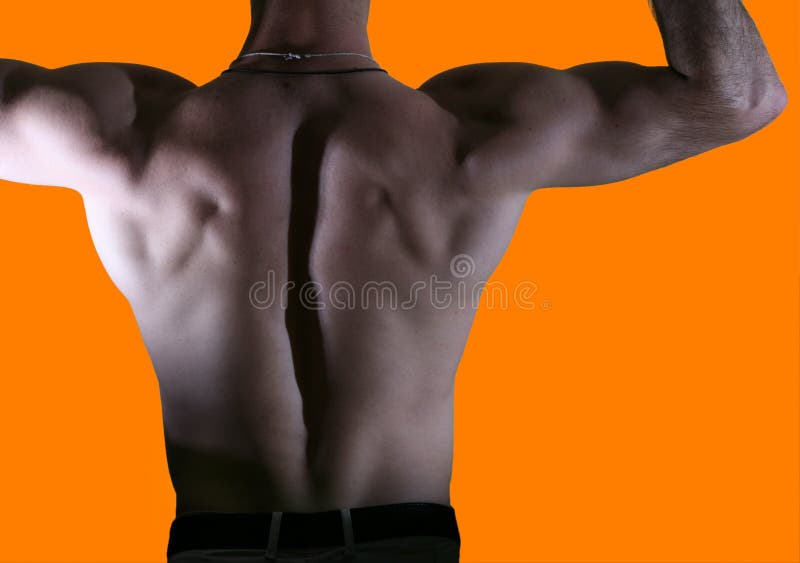 6,601 Male Human Body Anatomy Photos - Free & Royalty-Free Stock Photos ...