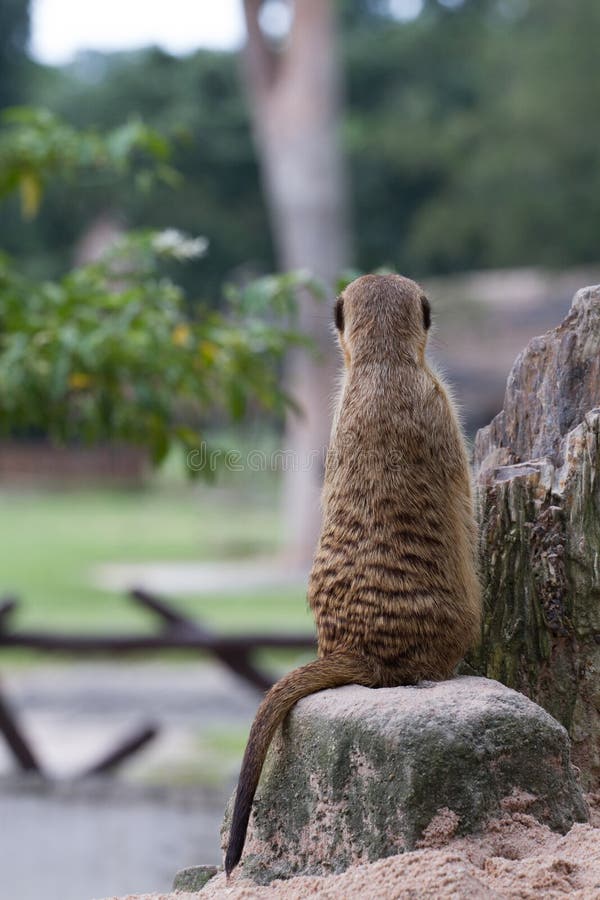 Back of meerkat stock image. Image of conservation, outdoors - 34984627