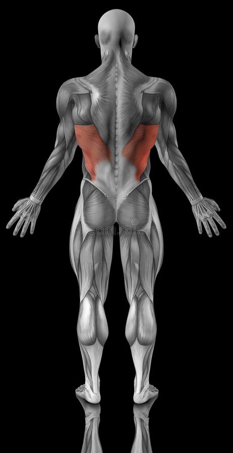 Back muscles stock illustration. Illustration of mirror - 21845387