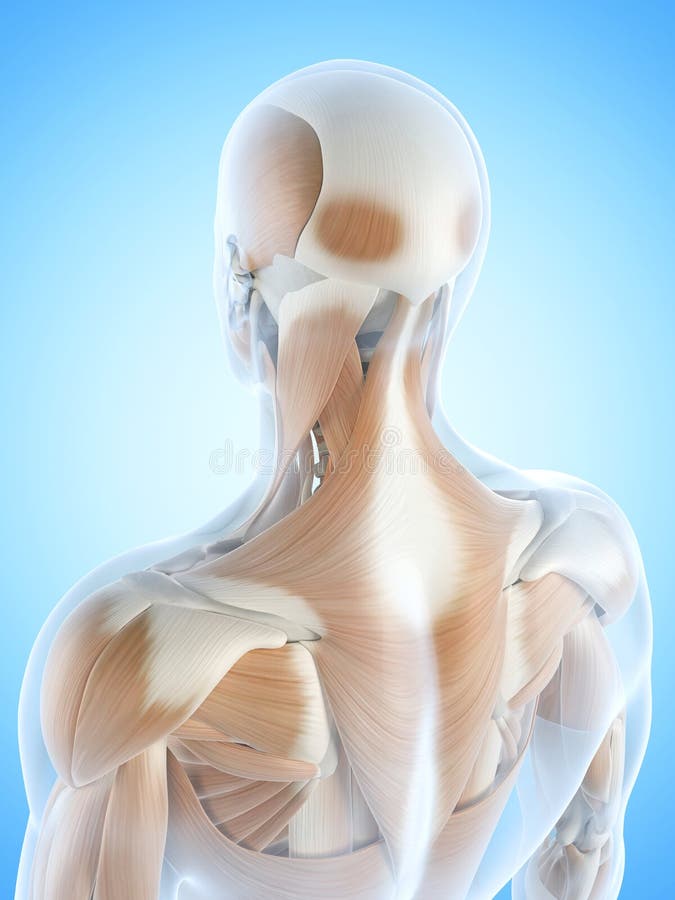 Anatomy Back Muscles Stock Illustrations – 1,397 Anatomy Back Muscles ...