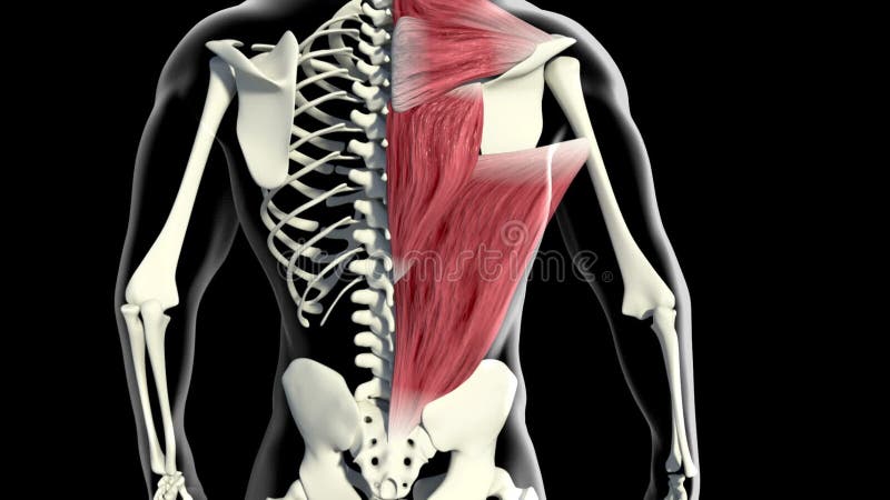 Back muscles stock footage. Video of biology, anterior - 49450522