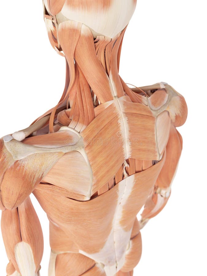 Back Muscles stock illustration. Illustration of strain - 28516068