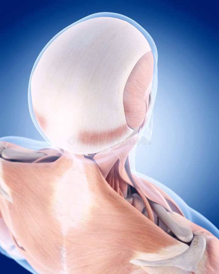 The back muscles stock illustration. Illustration of accurate - 58449102