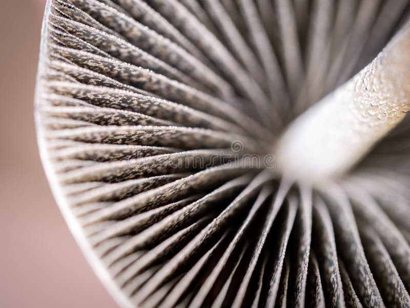 Back of the Mushroom Has Petals Arranging Stock Image - Image of fungi ...