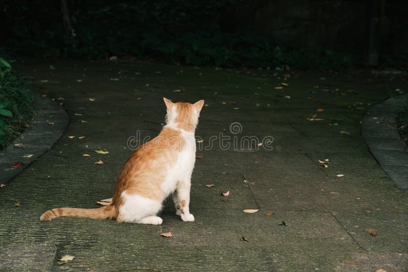 The back of an orange cat stock photo. Image of felidae - 323714488