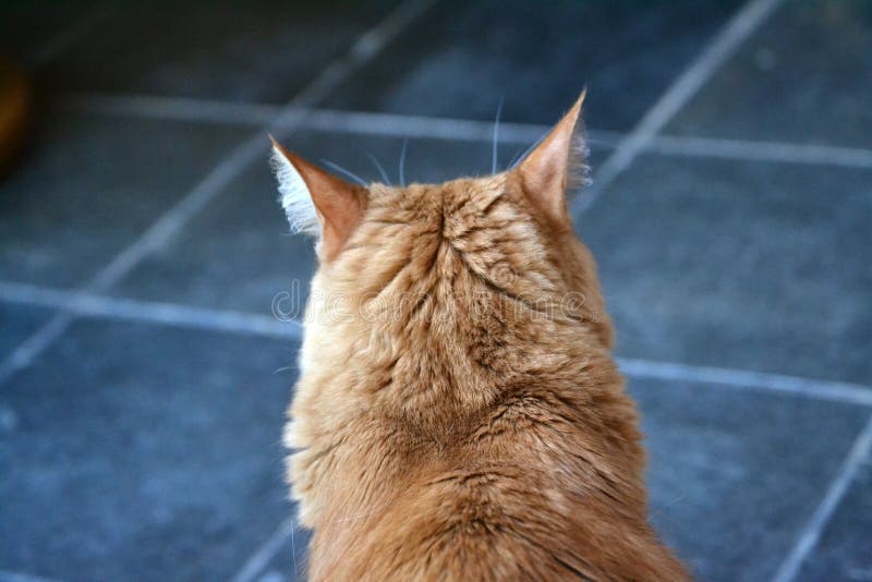Back of Orange Cat`s Head stock photo. Image of tiled - 101858672