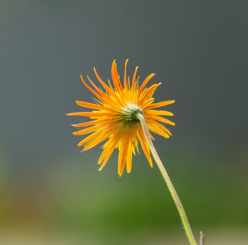 Back of an Orange Daisy Flower, Soft Bokeh Background Stock Image ...