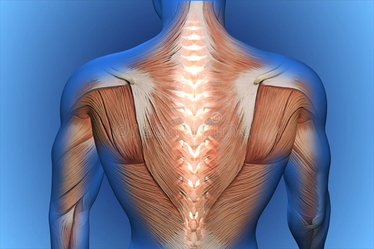 Male Torso Back View Stock Illustrations – 209 Male Torso Back View ...