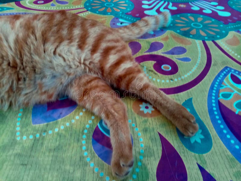 Back part of kitten stock image. Image of carnivore - 230295011