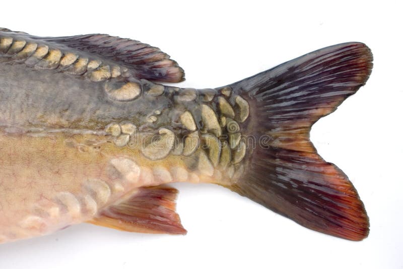 Carp stock photo. Image of delicatessen, carp, sirloin - 604348