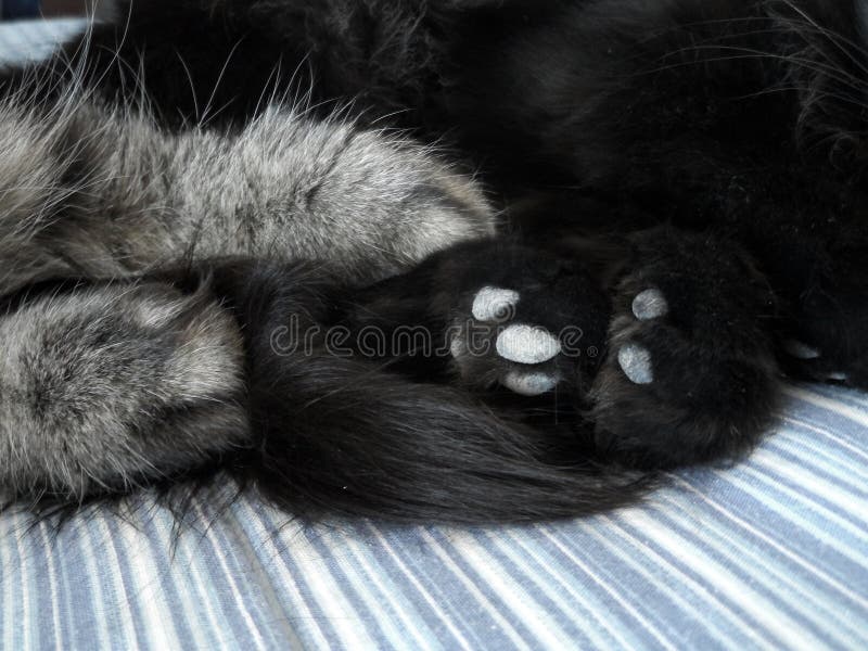 Paws of two cats cuddling stock image. Image of paws - 181442455