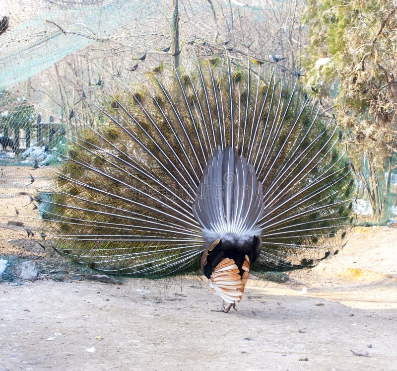 Back of a Peacock Flaunting Its Tail Stock Photo - Image of beak ...