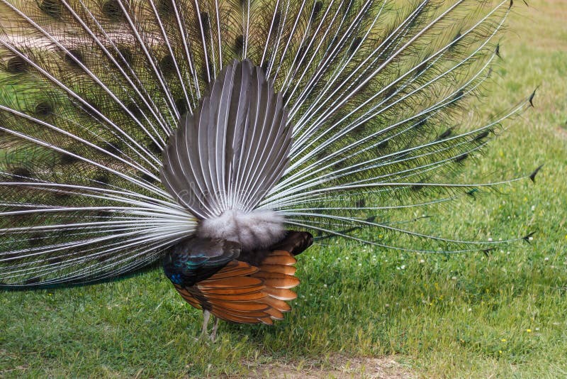 Back of peacock stock image. Image of fluffy, brown, close - 41968523