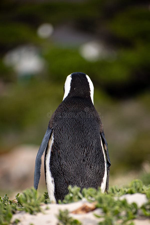 African penguin back stock image. Image of spheniscus - 157705271