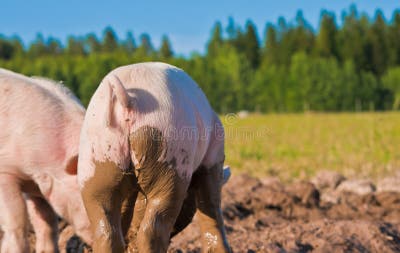Back of pig stock image. Image of back, summer, soil - 18261611