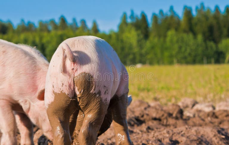 Back of pig stock image. Image of back, summer, soil - 18261611