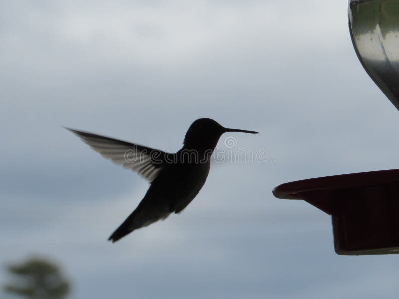 Still in flight stock photo. Image of still, nature, porch - 99460042