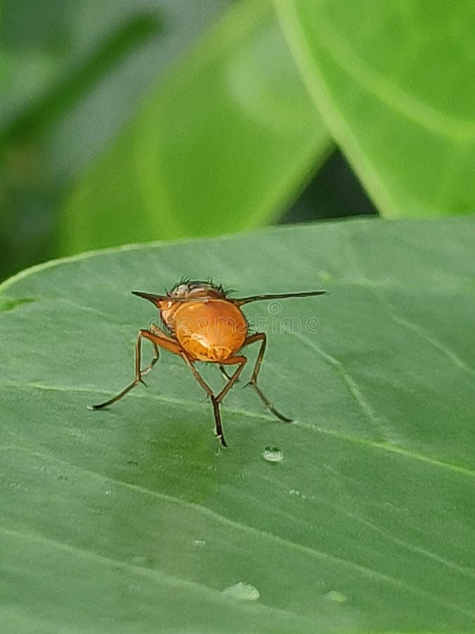 Back Pose of Fly Bright Eyes Stock Photo - Image of bright, side: 156402102