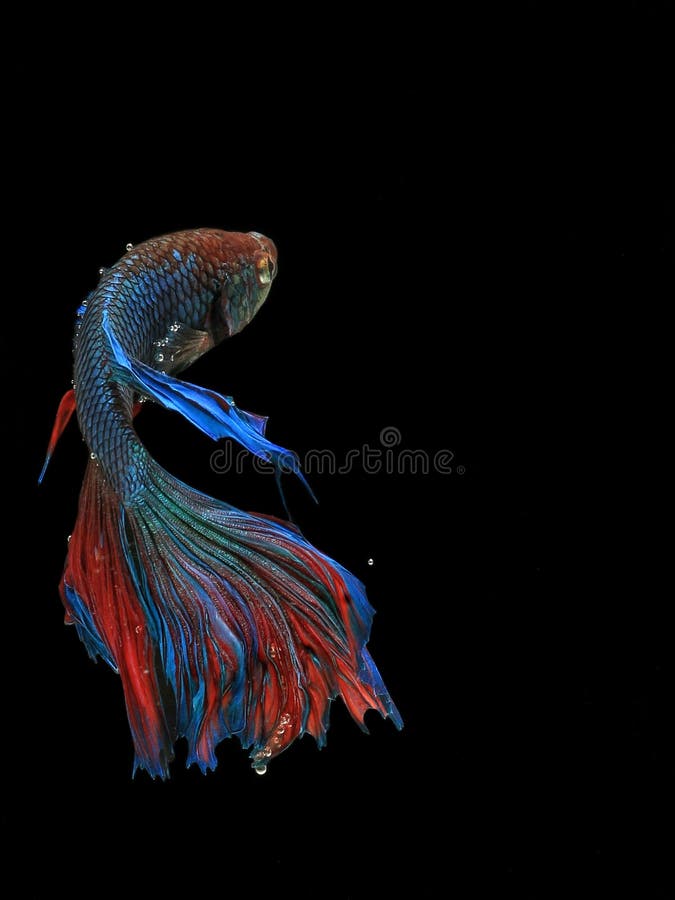 Back Pose stock image. Image of halfmoon, close, pose - 136469055