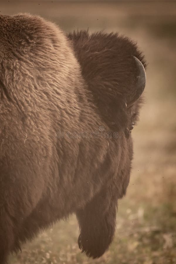 Back Profile of Bison Head stock image. Image of profile - 203844733