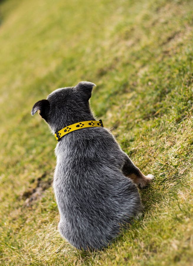 Back profile of a puppy stock image. Image of young, cute - 82289299