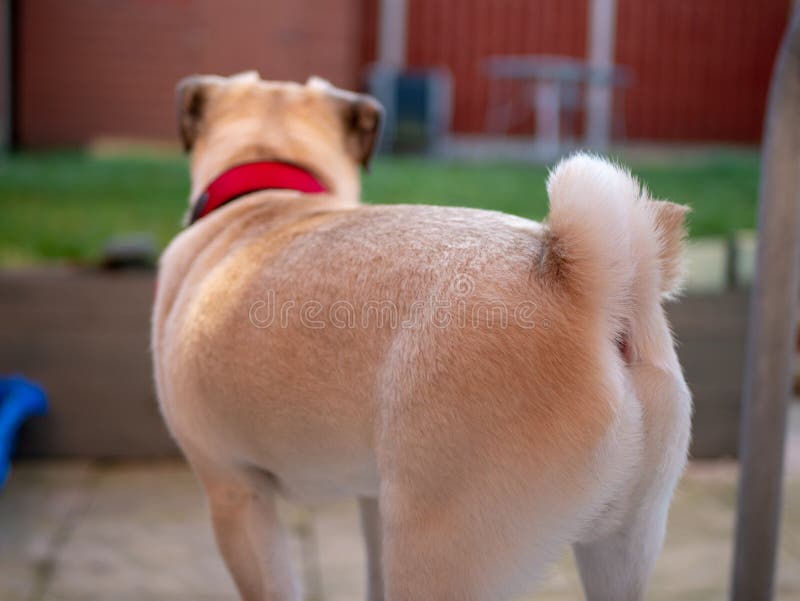 Back of a pug stock image. Image of mammal, away, cute - 161973783