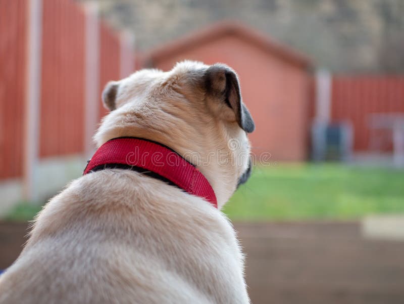 Back of Pugs head stock photo. Image of adorable, looking - 161973606