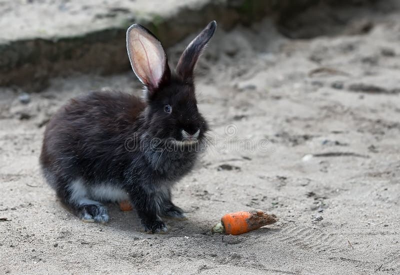 2,182 Back Rabbit Stock Photos - Free & Royalty-Free Stock Photos from ...