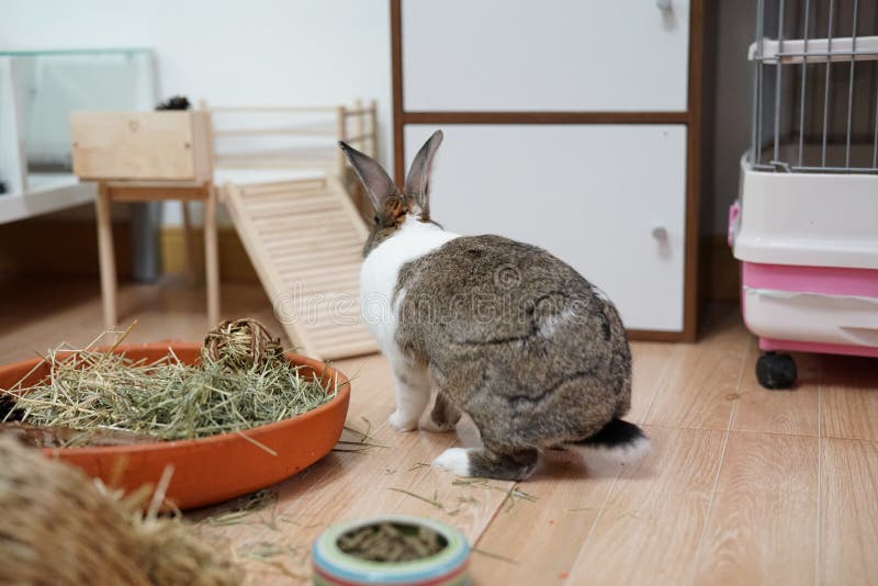 Back of the rabbit stock photo. Image of rabbits, jump - 137309492