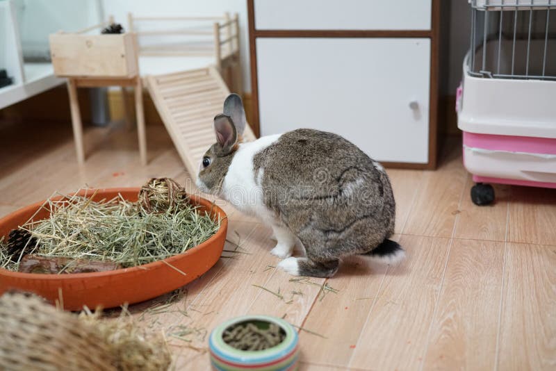 Back Rabbit Stock Photos - Download 1,514 Royalty Free Photos