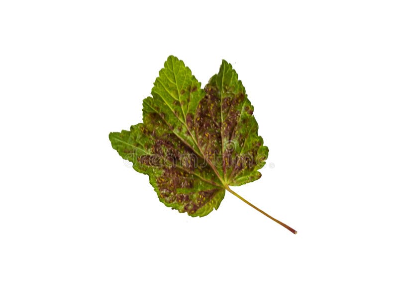 Back of Red Currant Ribes Rubrum Leaf with Aphid Stock Photo - Image of ...