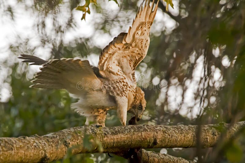 Back of Red Tailed Hawk with Wings Out Stock Image - Image of prey ...