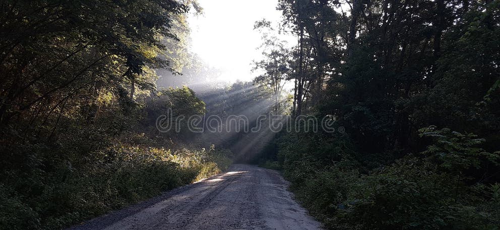 Back Road in the grove stock image. Image of back, sunlight - 228022603