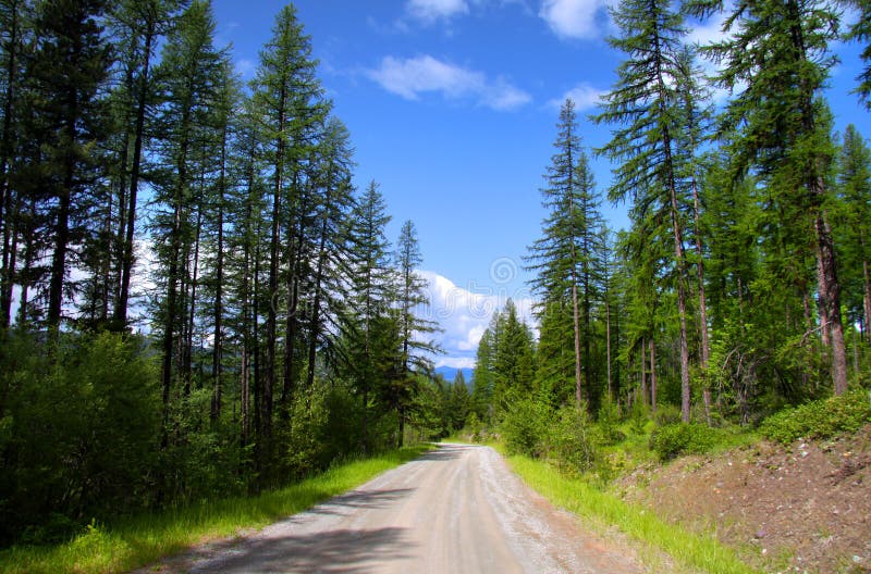 Back roads in Montana stock photo. Image of pine, rural - 39035662