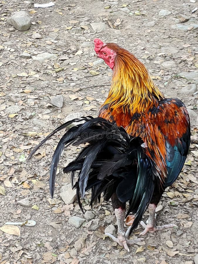 Back of the Rooster stock image. Image of black, chicken - 210296927