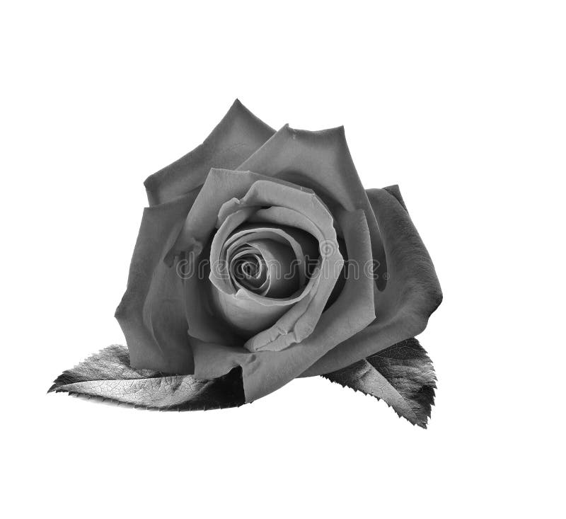 Back Rose on White Backghround Stock Image - Image of love, beauty ...