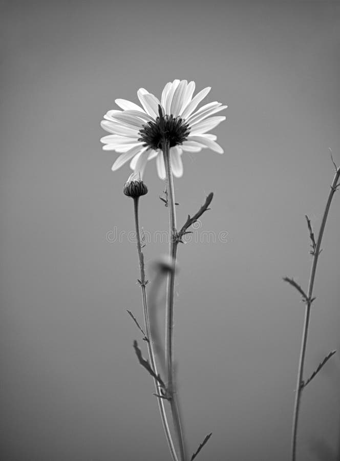 The back of s single Daisy stock image. Image of daisy - 145062561