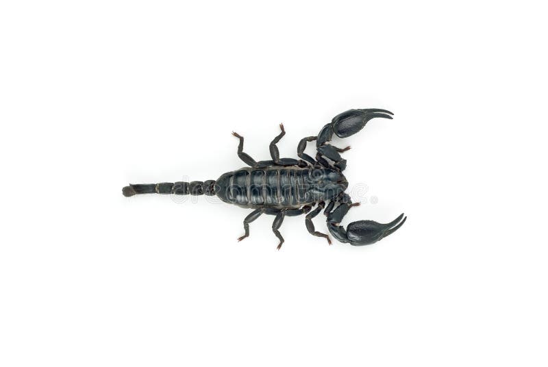 Back scorpion stock photo. Image of invertebrate, emperor - 30638020
