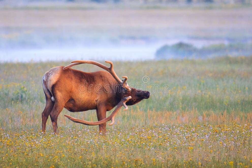 Back Scratcher, Bull Elk stock image. Image of large - 17654635