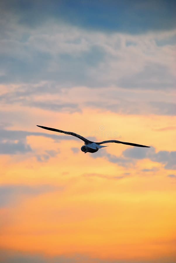 The Back of Seagull Flying at Bangpoo Samut Prakan Stock Photo - Image ...