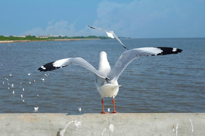 Seagull with Open Beak Sitting on the Ice Stock Image - Image of ...