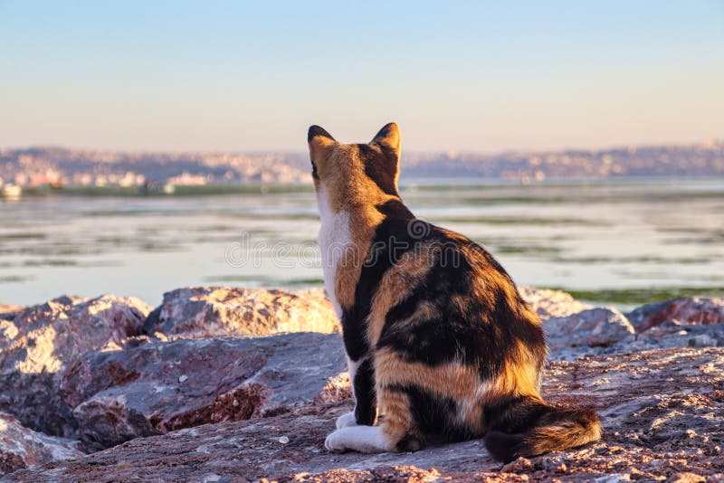 Back Shot of a Cat Looking at the Sea Stock Image - Image of baby ...