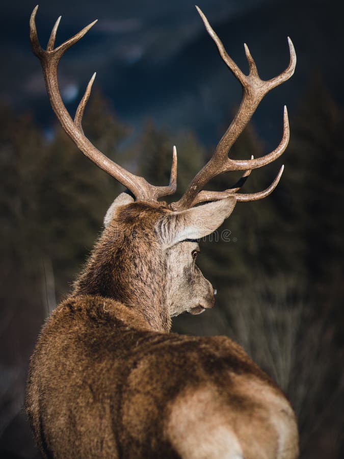 Back Shot of a Deer with Long Antlers Stock Photo - Image of nature ...