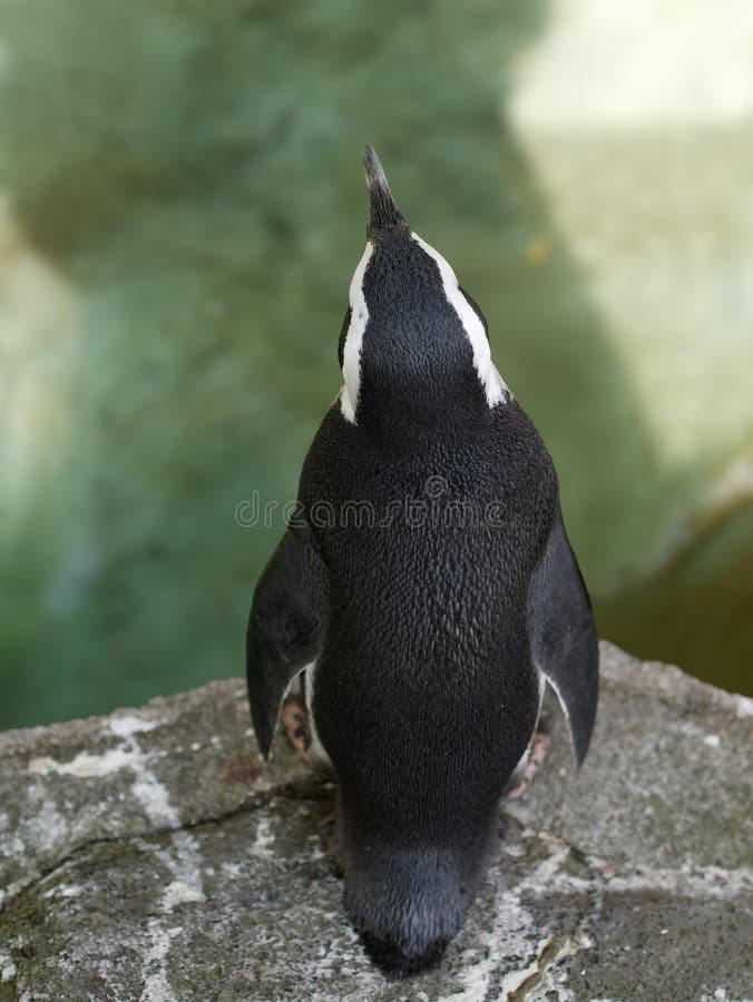 Back Shot Portrait of a Cute Penguin on a Rock Stock Photo - Image of ...