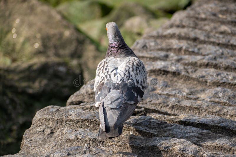 Back shot of a Rock dove stock photo. Image of animal - 261274968