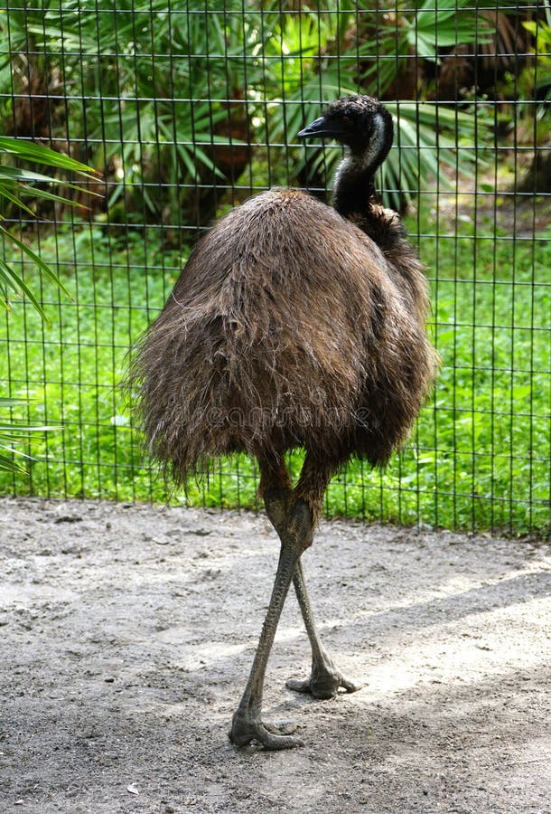 The Back Side of an Adult Emu Stock Image - Image of large, closeup ...